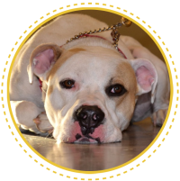 About – Helping Hounds Dog Rescue