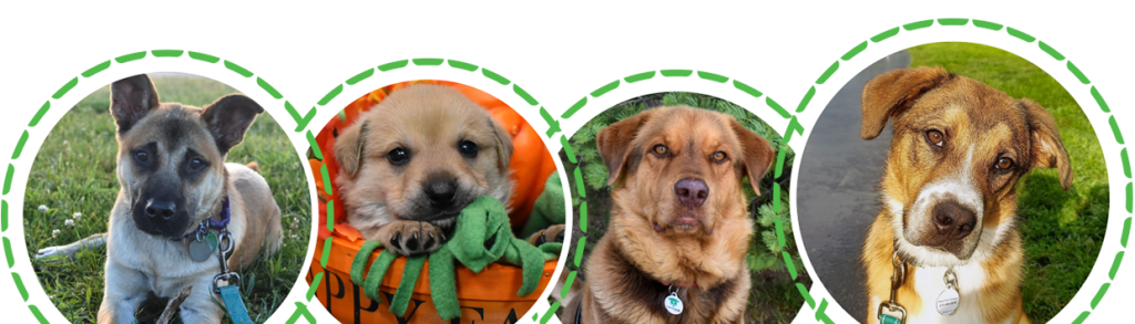 Available Dogs – Helping Hounds Dog Rescue