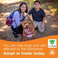 Helping Hounds Dog Rescue – Meet Your New Best Friend