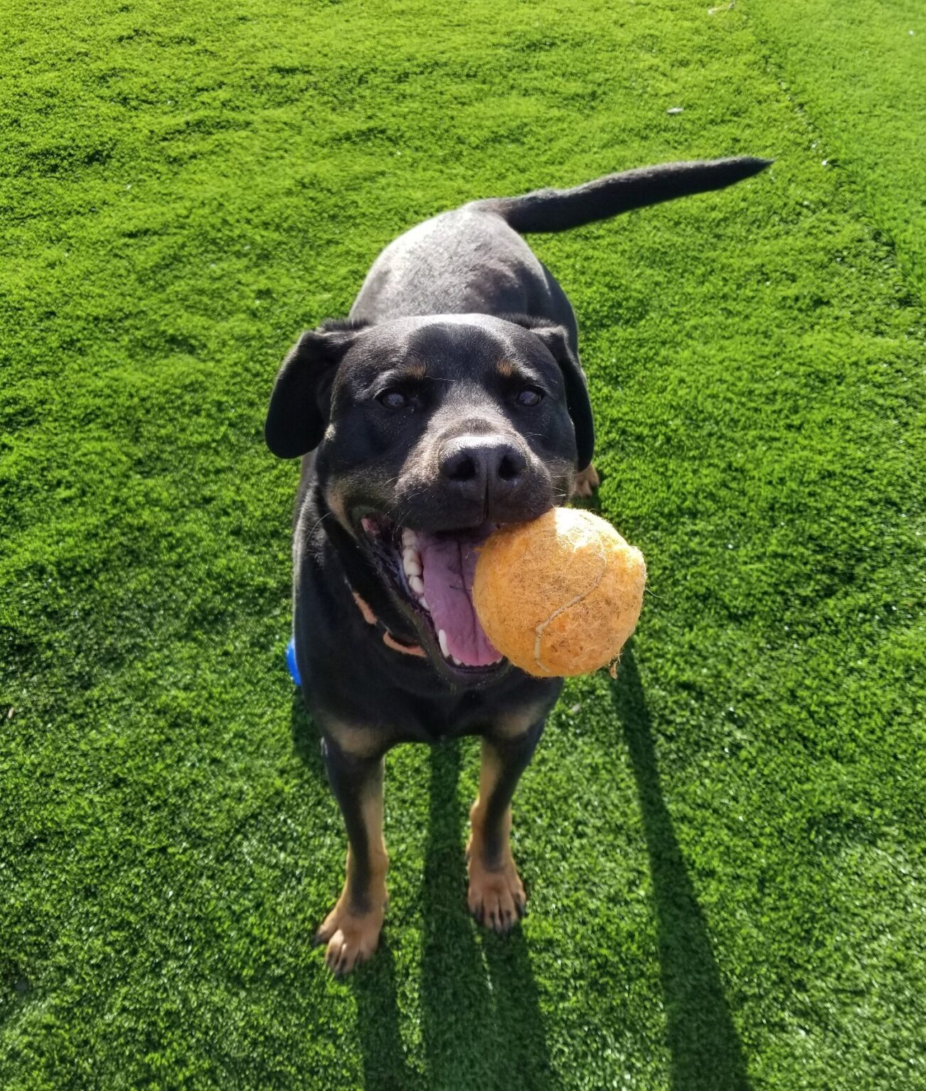 Dante the Devil Dog – Helping Hounds Dog Rescue