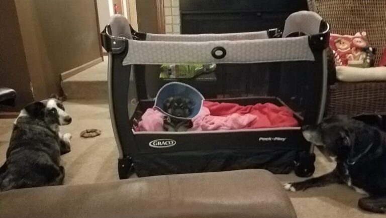 Updates – Helping Hounds Dog Rescue