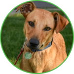 Adopt – Helping Hounds Dog Rescue