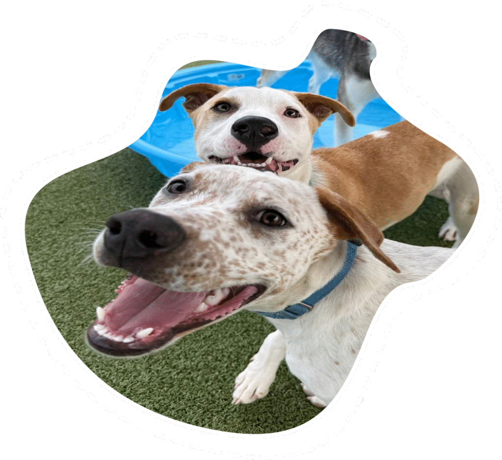 FAQs – Helping Hounds Dog Rescue