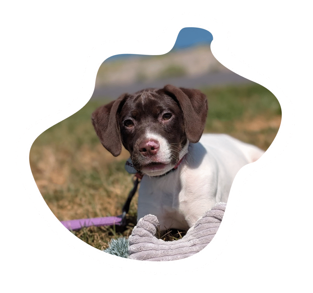 Services – Helping Hounds Dog Rescue